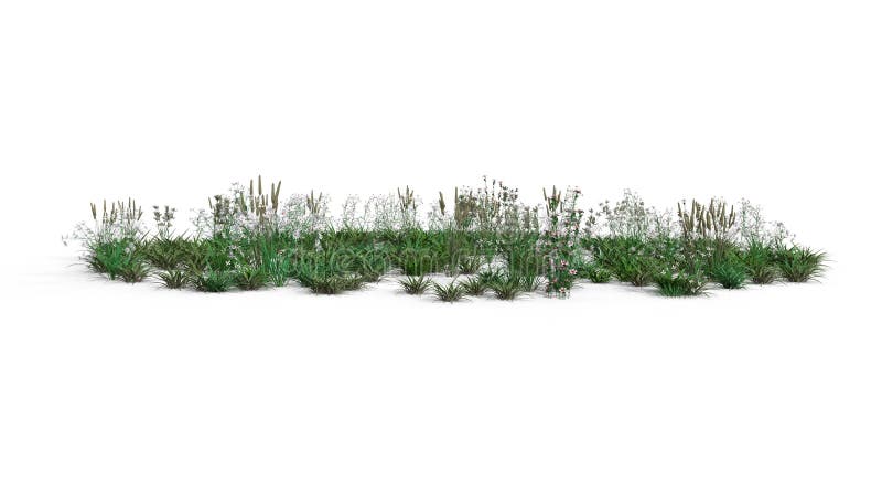 3D Animation of Grasses and Flowers Growing. Stock Video - Video of ...