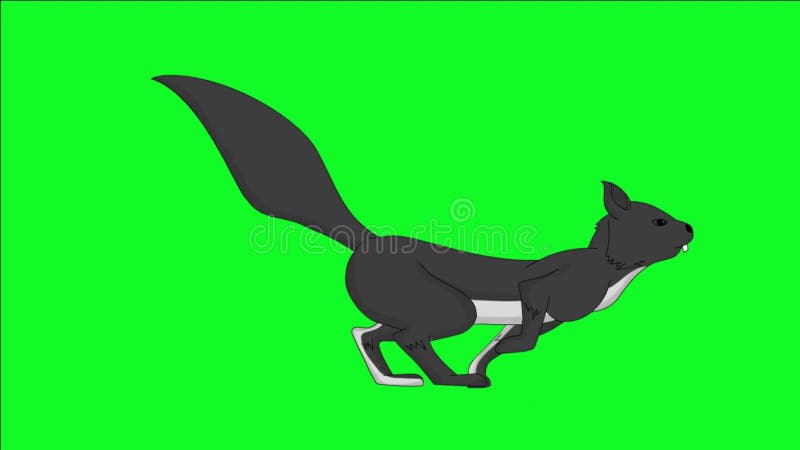 2D Animation of a Gray Squirrel Running in Place with a Green Screen ...