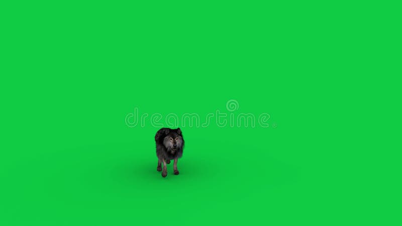 3D Animation on Green Screen of a Dire Wolf. Stock Video - Video of ...
