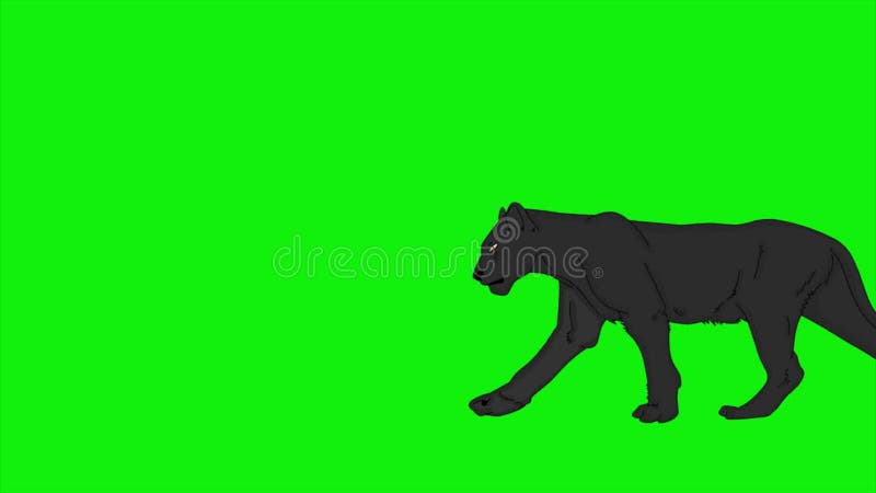 2d Animation of a Grey Tiger Walking on a Green Screen Background Stock ...