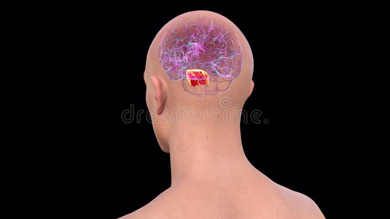 Human Brain with the Pons Highlighted in Red, 3D Animation Stock ...