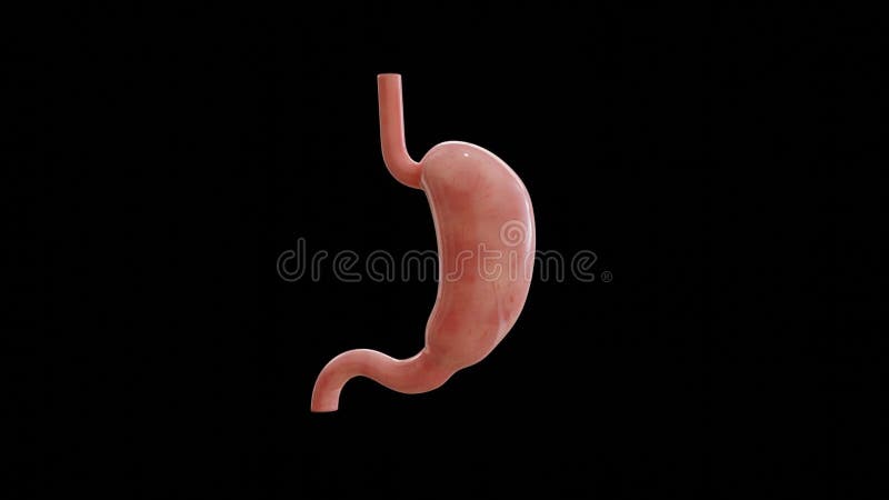 3D Animation of Isolated Human Stomach, Rotating in Loop. Digestive ...