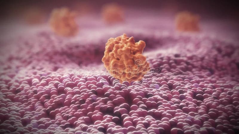 3d Animation of the Journey of a Food through the Human Digestive ...