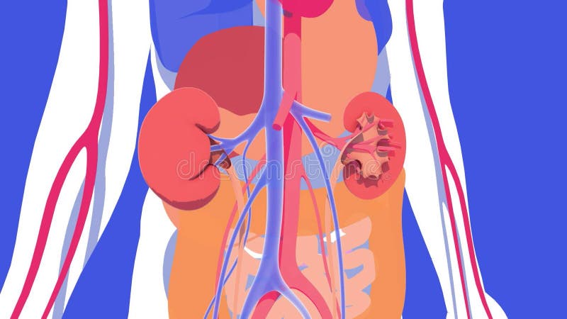 3d Animation of the Kidneys and Urinary System in Relief. Stock Footage ...