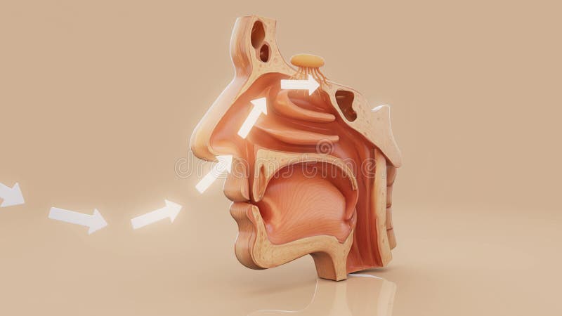3D Animation of a Nose Anatomy Stock Footage - Video of graphics ...