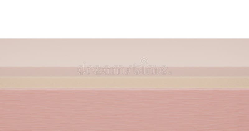 3d Animation Rendering Orthographic Projection of the Anatomy of the ...