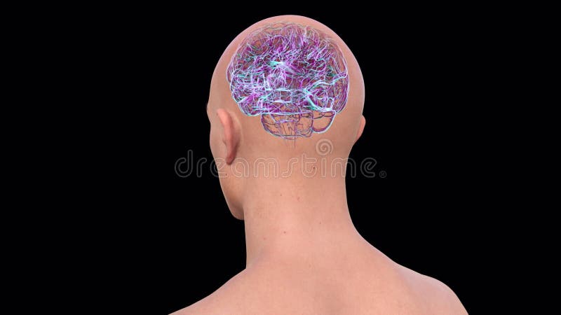 The Anatomical Structure of the Human Brain, 3D Animation Stock Video ...