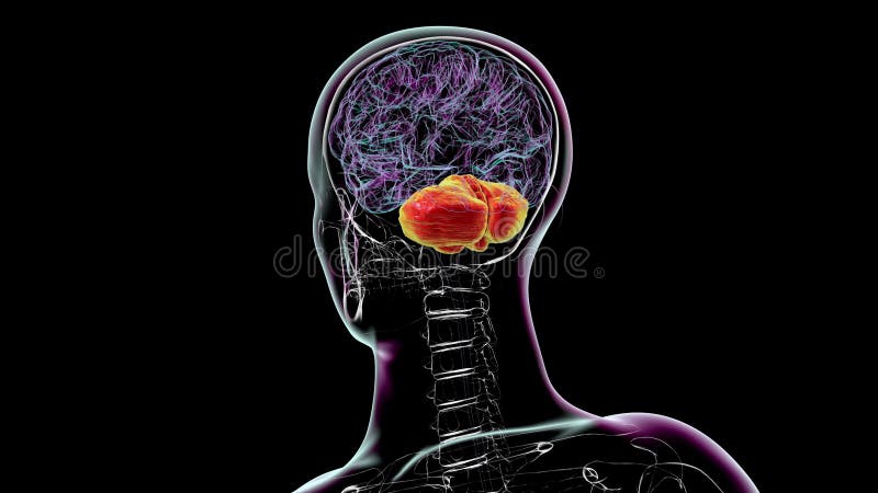 Human Brain with Highlighted Amygdala, 3D Animation Stock Video - Video ...