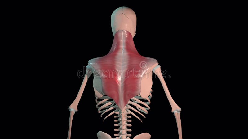 Trapezius Muscles on Skeleton Stock Video - Video of human, occipital ...