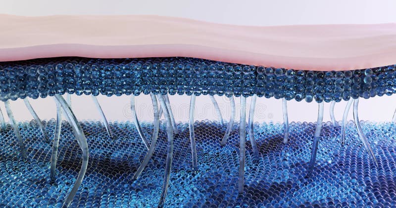 3d Animation of the Skin Structure, Membrane. Blue Molecules are ...