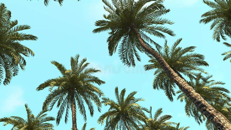 3D Animation of Some Palm Trees Over Turquoise Sky Stock Footage ...