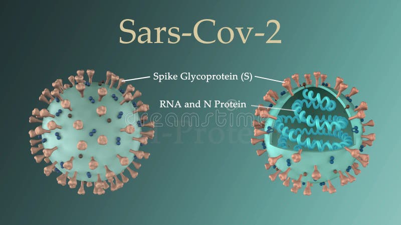 3D Animation of the Structure of the SARS-CoV-2 Coronavirus Molecule ...