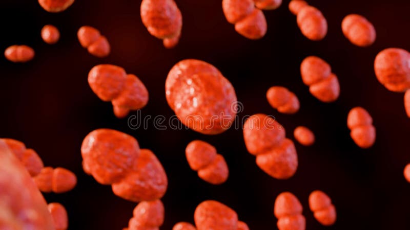 Vancomycin-resistant Enterococcus (VRE), Enterococcus Faecalis Stock ...