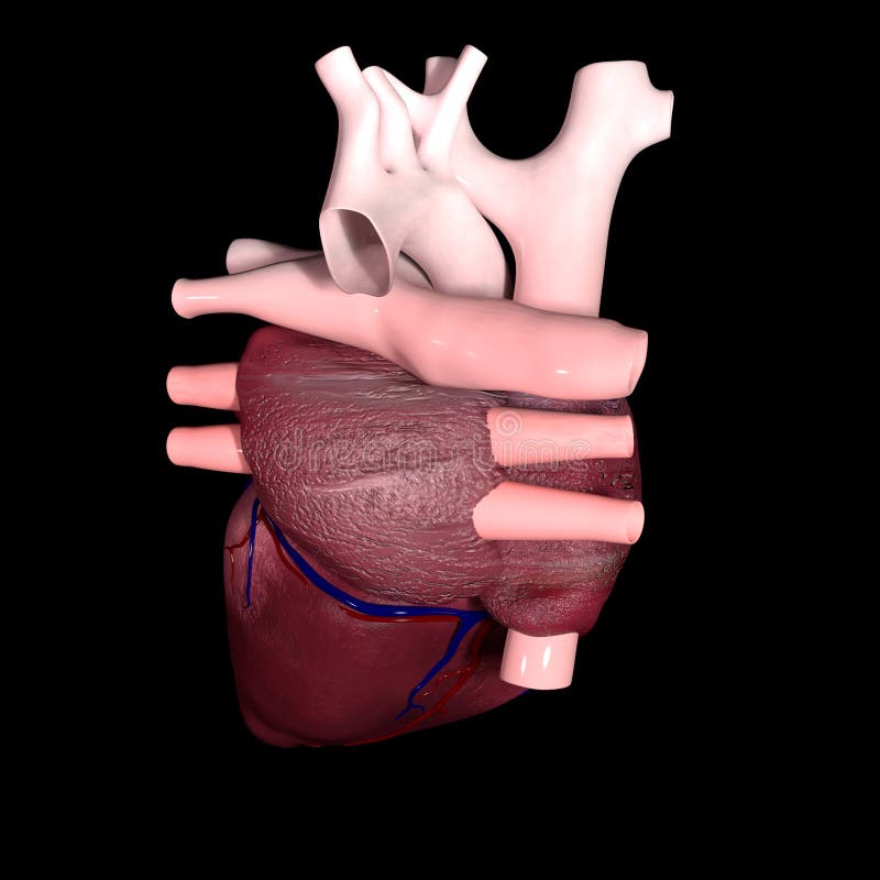 3d Illustration of the Human Lungs Back View Stock Illustration ...