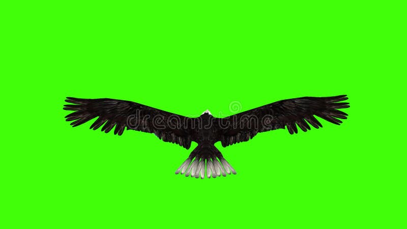 3D Bald American Eagle Flying Land Animation on Green Screen, Bald ...