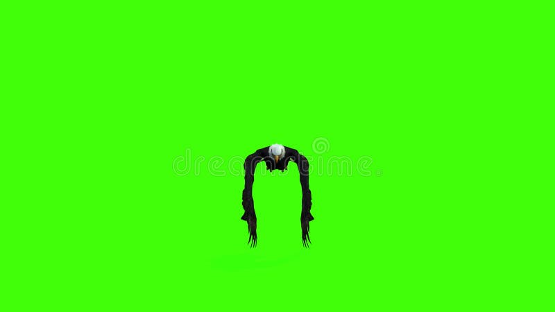 3D Bald American Eagle Flying Land Animation on Green Screen, Bald ...