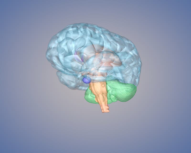 Brain front view stock illustration. Illustration of model - 49933605
