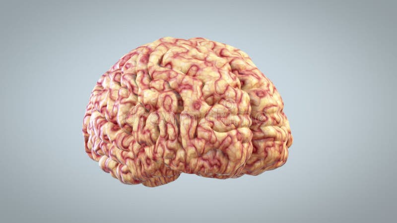 3d Brain Rotating, Great Mind Concept, Loop Stock Footage - Video of ...