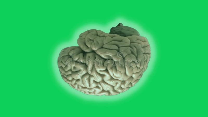 3D Brain Rotating Isolated on Green Screen. Loop Animation Stock ...