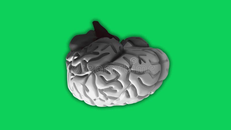 3D Brain Rotating Isolated on Green Screen. Loop Animation Stock ...