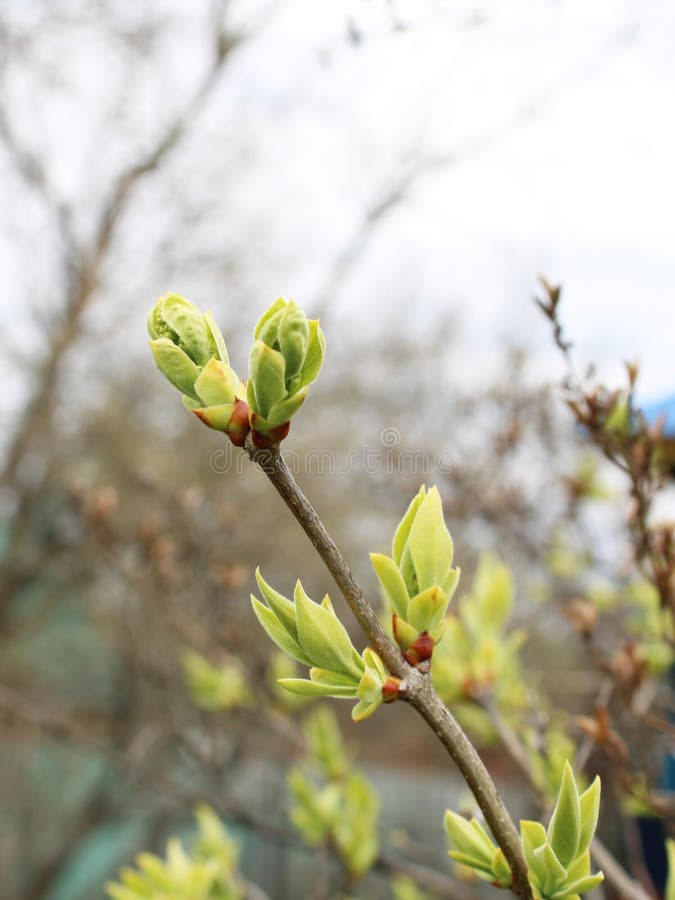 Tree Branch Spring Buds Apple Tree Branches Green Shoots Stock Photo ...