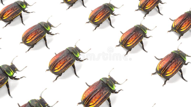 3D Bug Pattern Simply Animation for White Bg Stock Footage - Video of ...