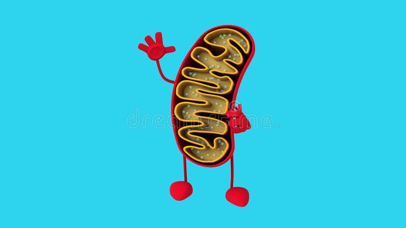 3D Cartoon Mitochondria (with Alpha Channel Stock Video - Video of ...