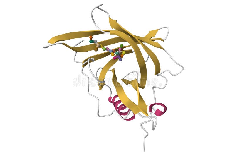Crystal Structure of the Trigonal Form of Human Plasma Retinol-binding ...