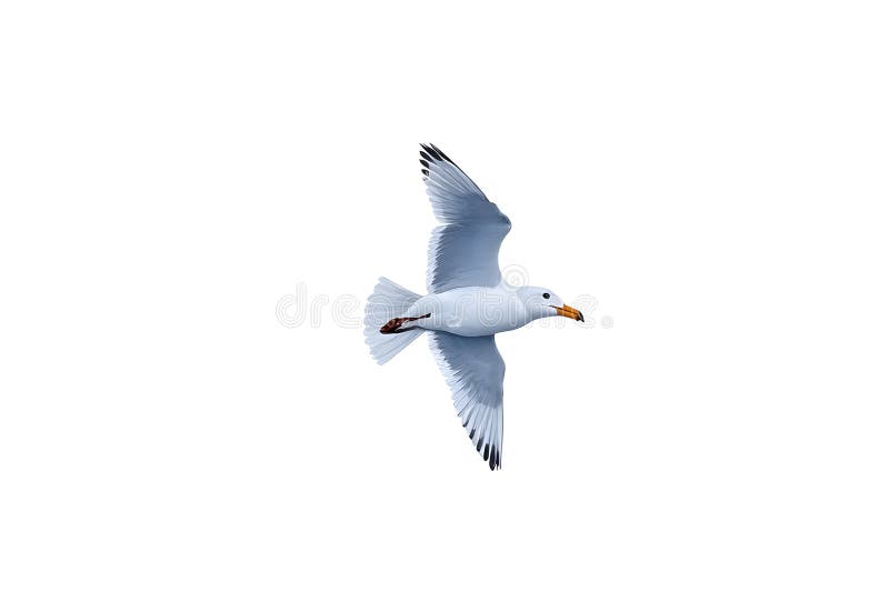 Sparrow 2d Drawings Stock Photos - Free & Royalty-Free Stock Photos ...