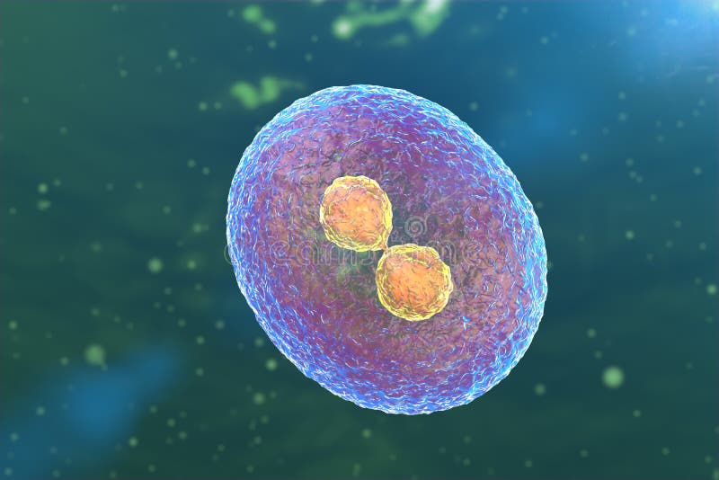 3D Cell Division stock illustration. Illustration of epidemic - 51438055