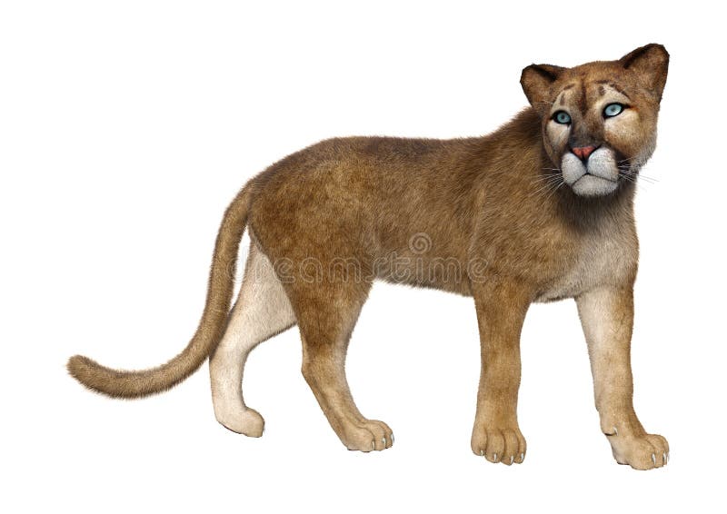 3D Che Rende Grande Cat Puma Su Bianco Illustrazione di Stock ...