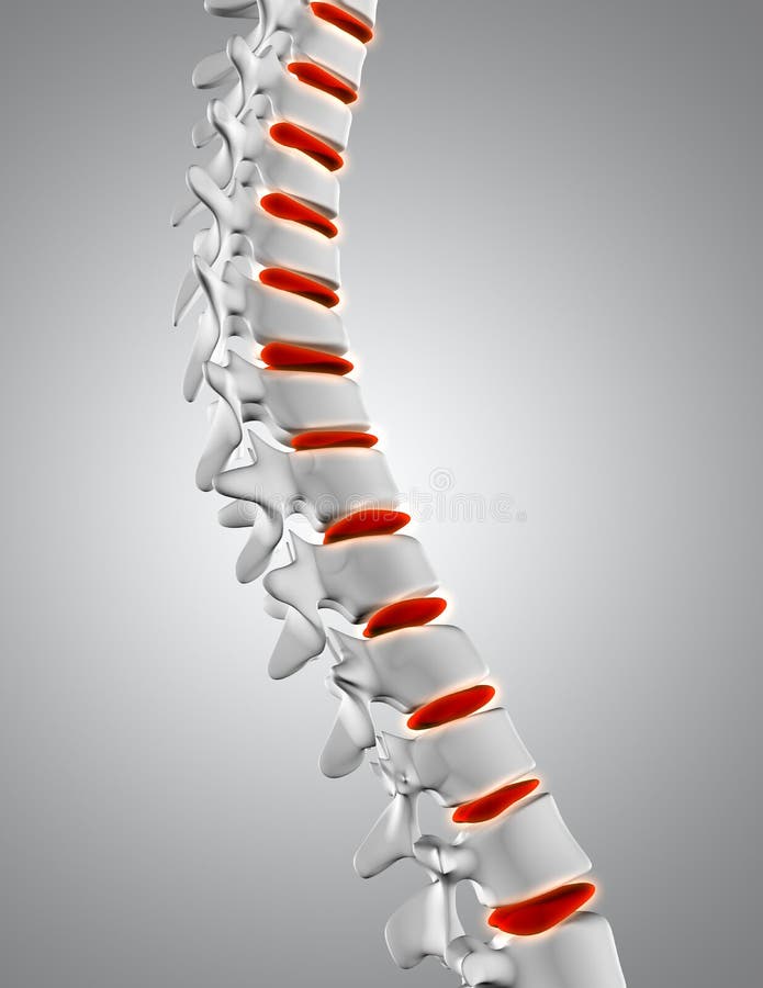 3D Close Up of Spine with Discs Highlighted Stock Illustration ...