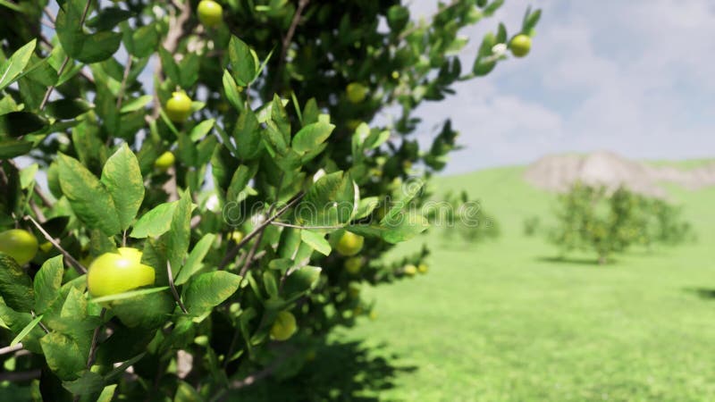 3d Closeup of Green Lemon Tree Stock Video - Video of frame, bonsai ...