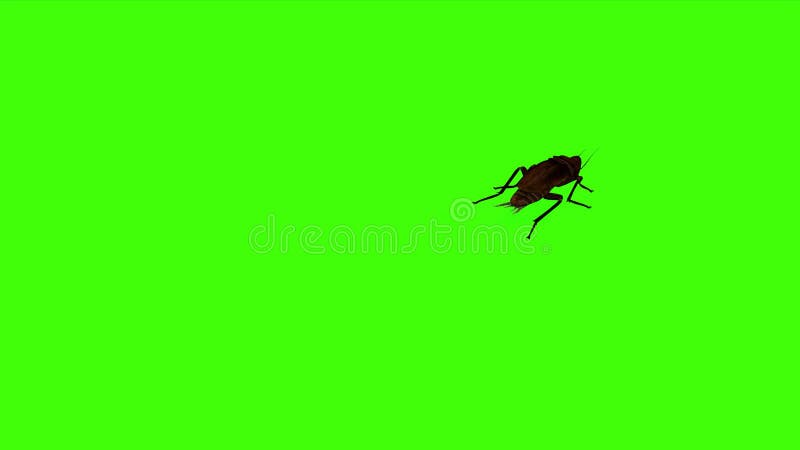 Cockroaches running up stock footage. Video of infect - 118273294