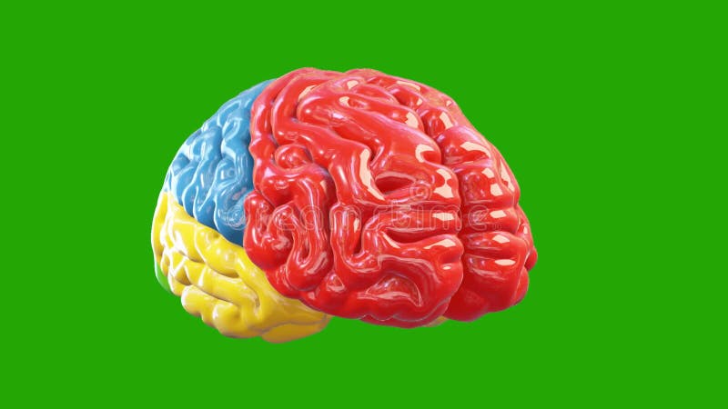 Colorful 3d Brain Rotating Inside a Lightbulb, Great Mind Concept, Loop ...