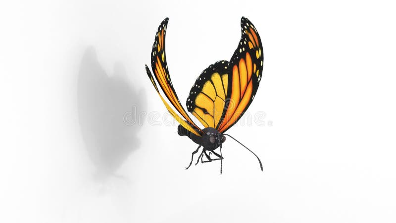 Flying Fluttering Butterfly Stock Video - Video of animals, nature ...