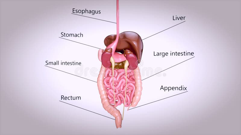 Digestive System Animation Video