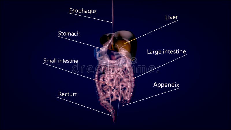 3D Concept Design of a Digestive System Stock Video - Video of ...