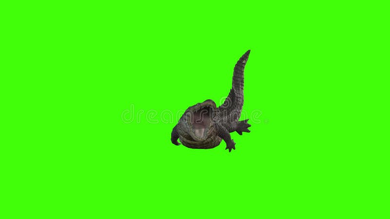 Crocodile Attack Loop Back Green Screen 3D Rendering Animation Stock ... Crocodile Attack Loop Back Green Screen 3D Rendering Animation Stock ...