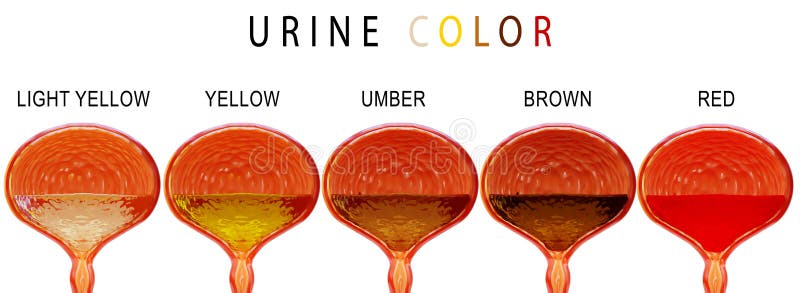 3d Darstellung Der Farbe Des Urins. Blase Stock Abbildung ...
