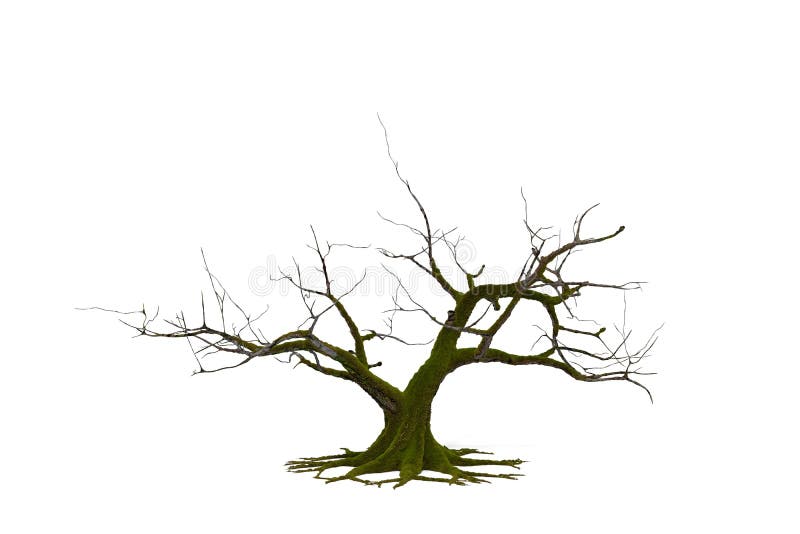 3D Death Tree on White Background with Clippings Path Stock ...