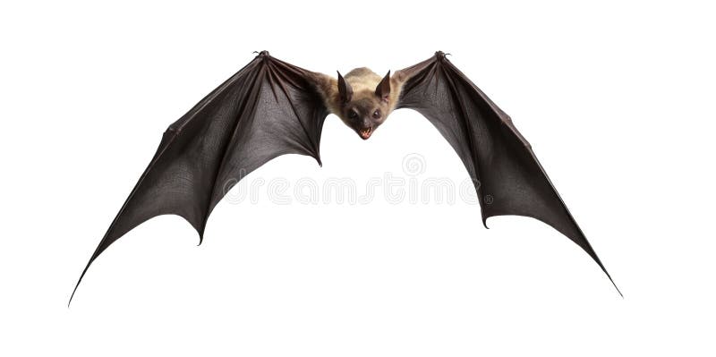 3D Digital Render of a Flying Vampire Bat Isolated on White Background ...