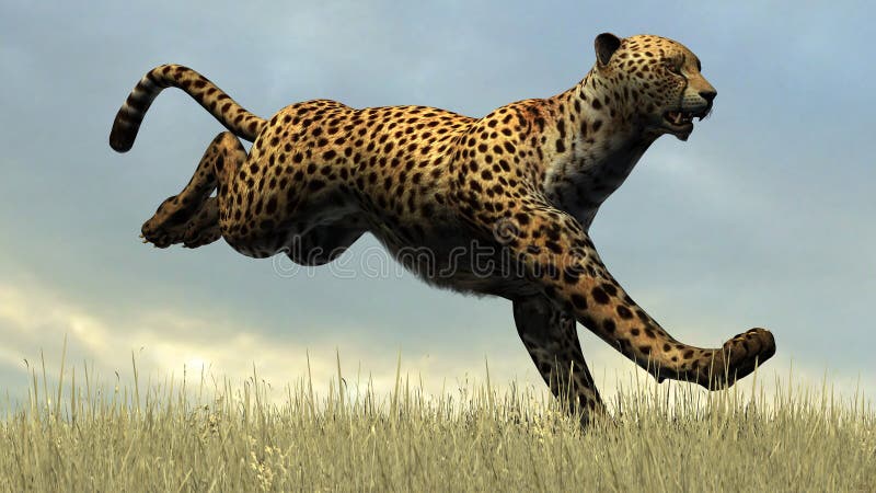 Jumping cheetah stock image. Image of relationship, sister - 16152819