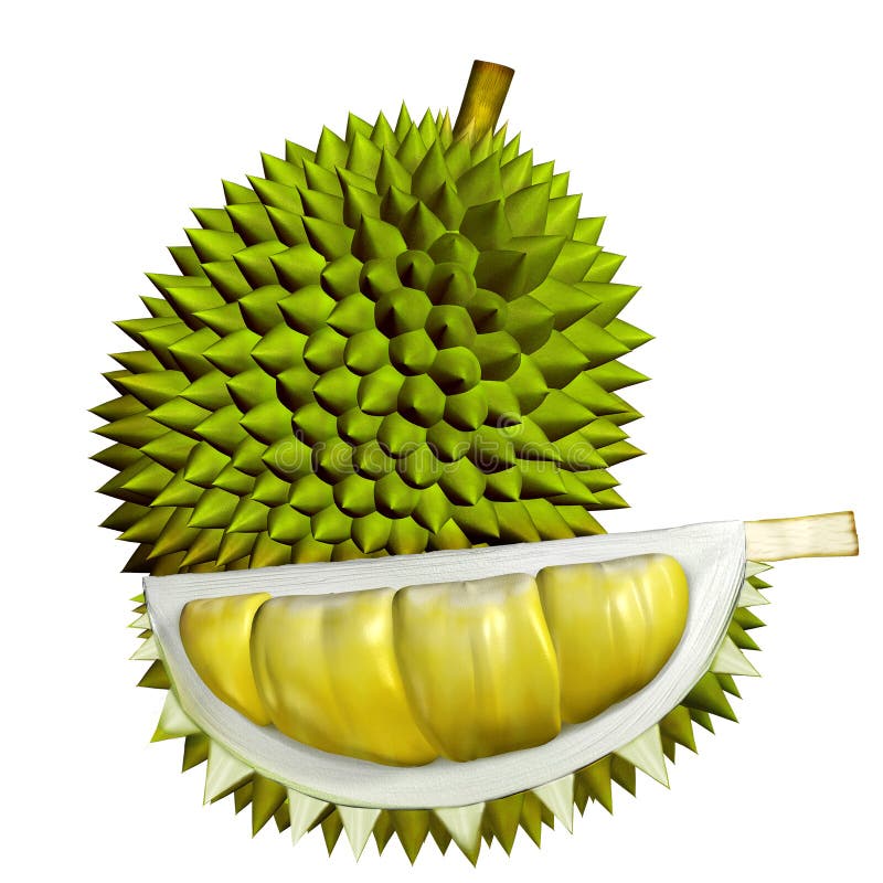 Durian Clipart
