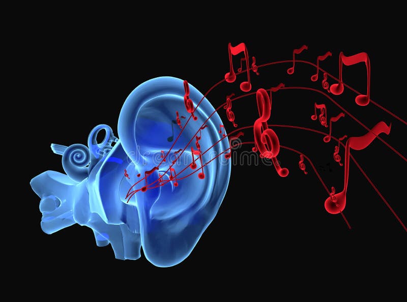 3D ear anatomy with notes stock illustration. Illustration of external ...