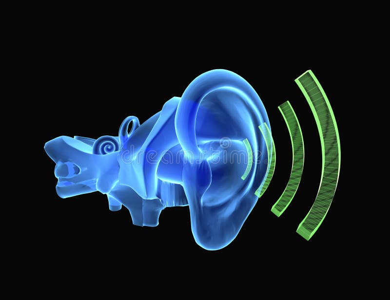 3D ear anatomy with sound stock illustration. Illustration of ...