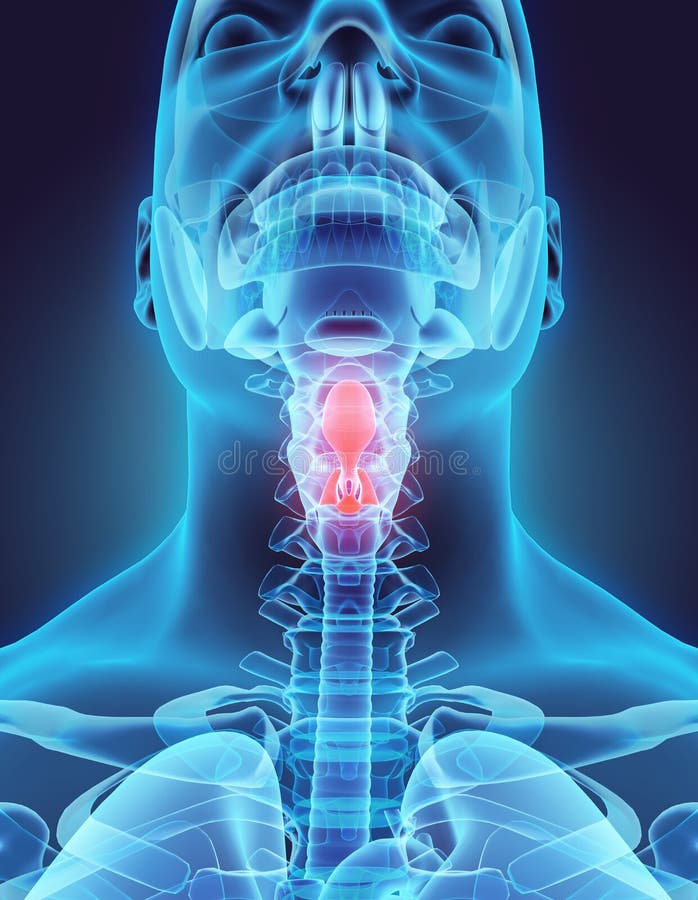 3D Ejemplo De La Epiglotis, Concepto Médico Stock de ilustración ...