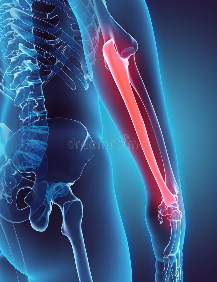 3D Ejemplo Del Cúbito, Concepto Médico Stock de ilustración ...