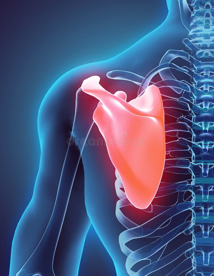 3D Ejemplo Del Omóplato, Concepto Médico Stock de ilustración ...