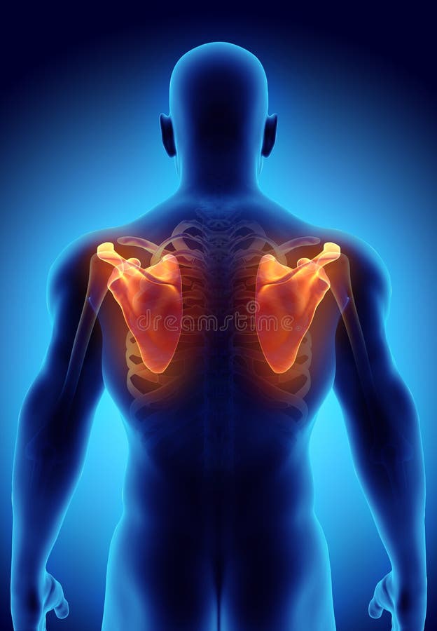 3D Ejemplo Del Omóplato, Concepto Médico Stock de ilustración ...